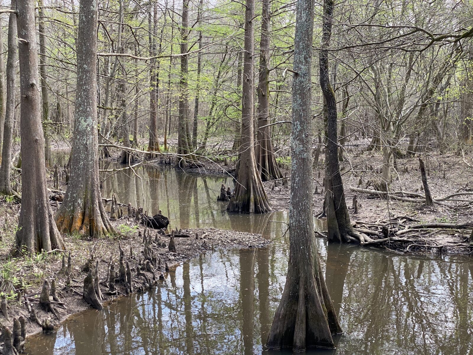Buying the Bayou – Sheric Adventures